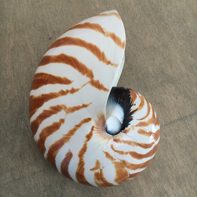 Nautilus Light - Firefly Light & Design (NZ)