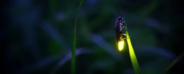 The Remarkable Contribution of Fireflies to LED Light Technology ...
