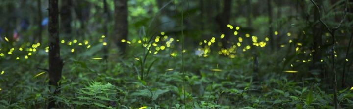 The Remarkable Contribution of Fireflies to LED Light Technology ...